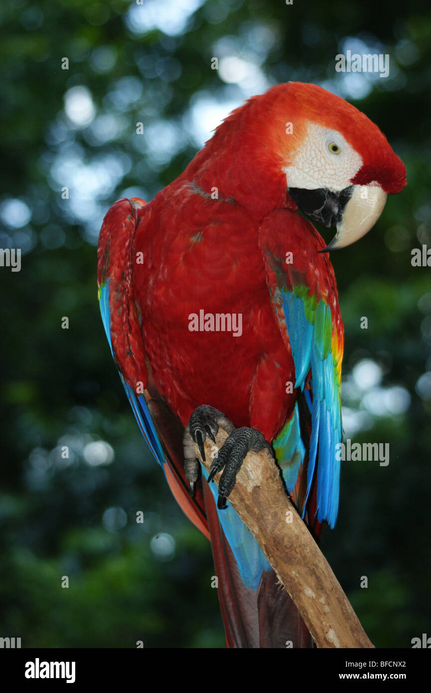 Amazon rainforest bird hi-res stock photography and images - Alamy