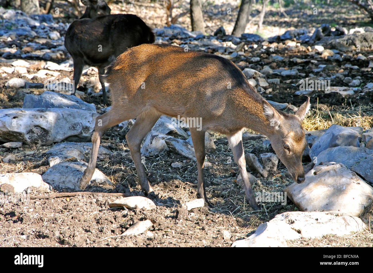 Kerama Sika Deer aka Japanese Sika (Cervus nippon keramae Stock Photo ...