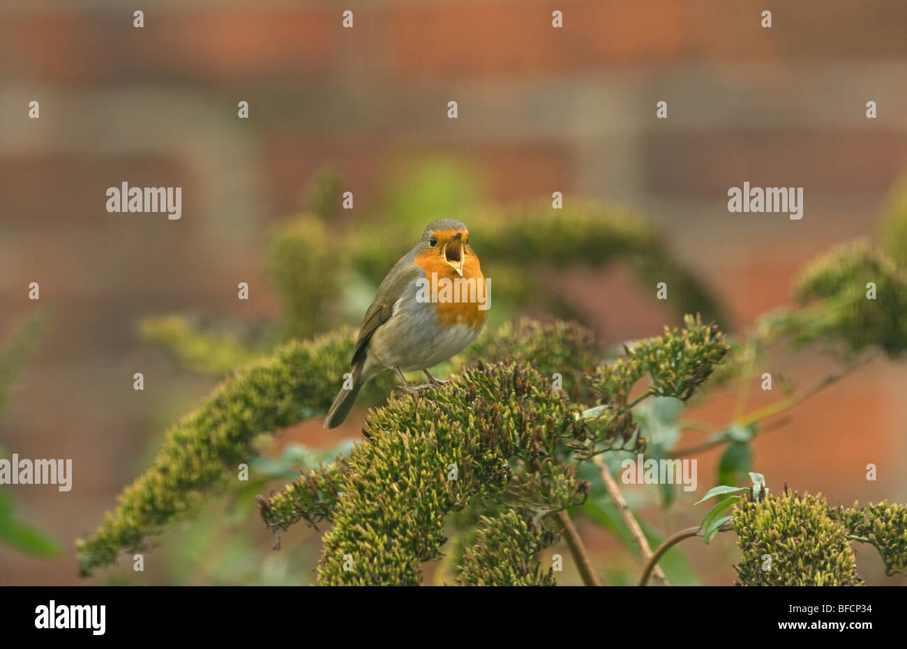 Buddleia In The Winter High Resolution Stock Photography and Images - Alamy