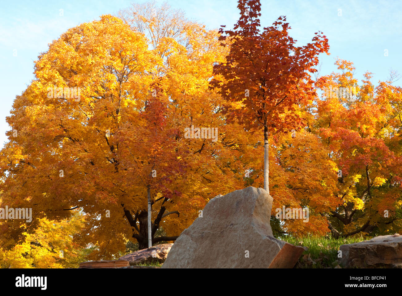 Young Maple trees in front of mature maples in full fall colors on an ...