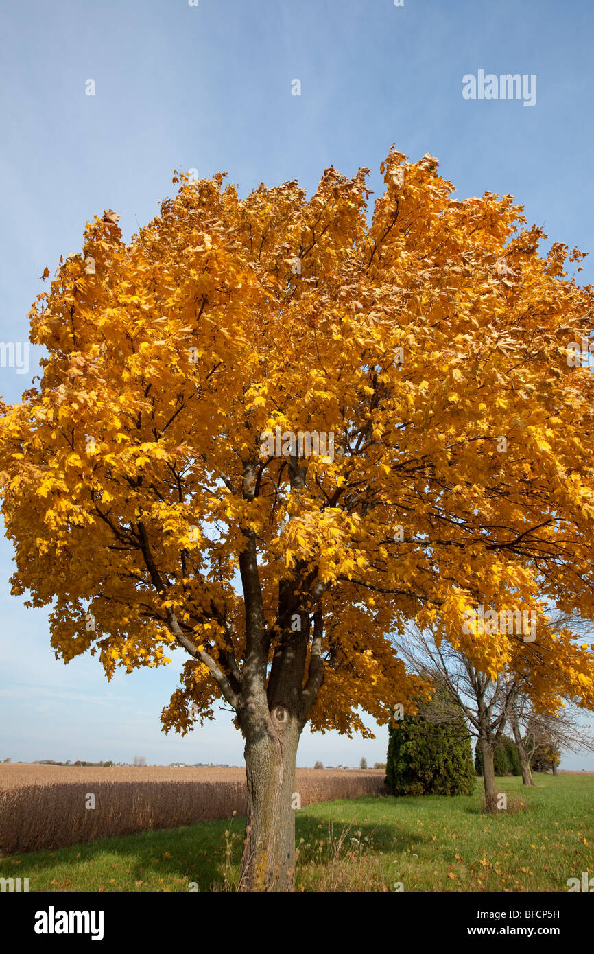A lone Fall colored Maple stands near an Iowa soybean field just before ...