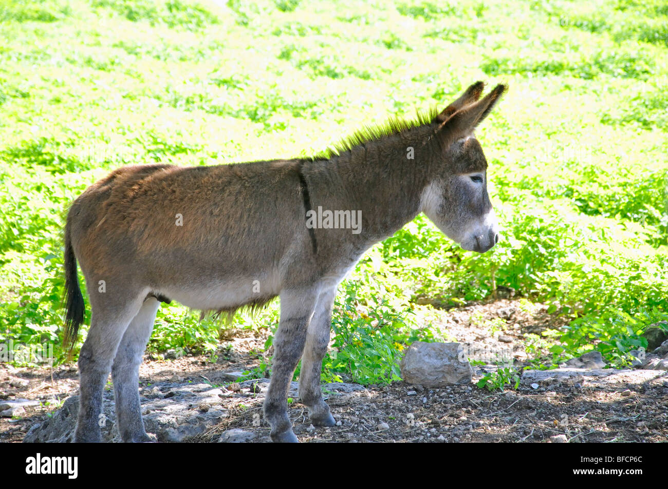 Donkey (Equus Asinus Stock Photo - Alamy