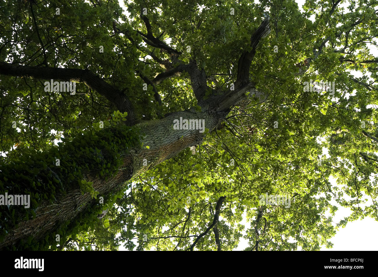 Green canopy tree branches hi-res stock photography and images - Alamy