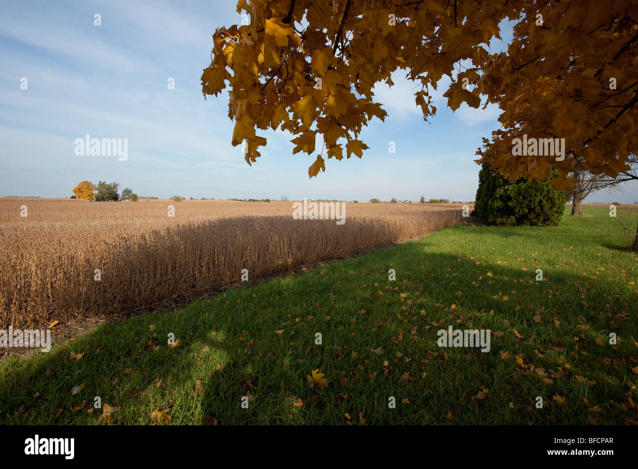 Iowa soybean field nearing harvest time Stock Photo - Alamy