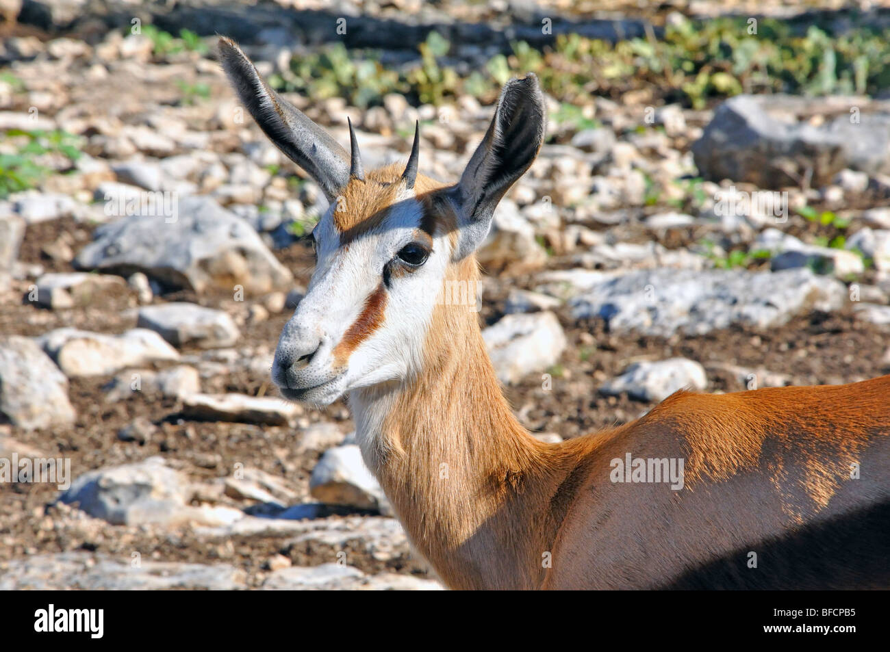 Springbok (Antidorcas marsupialis Stock Photo - Alamy