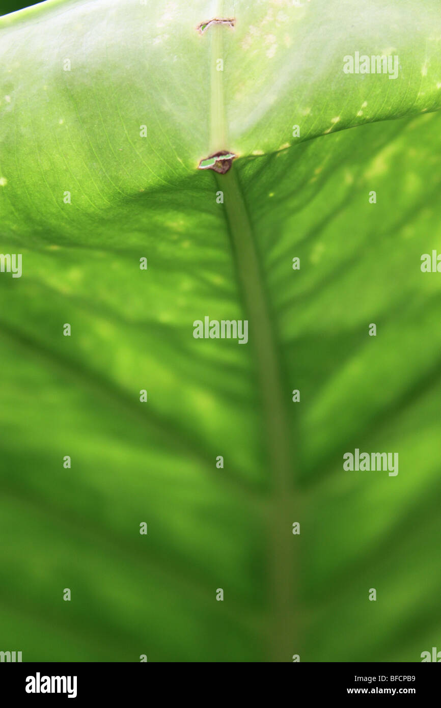 Close-up leaf with tear Stock Photo - Alamy