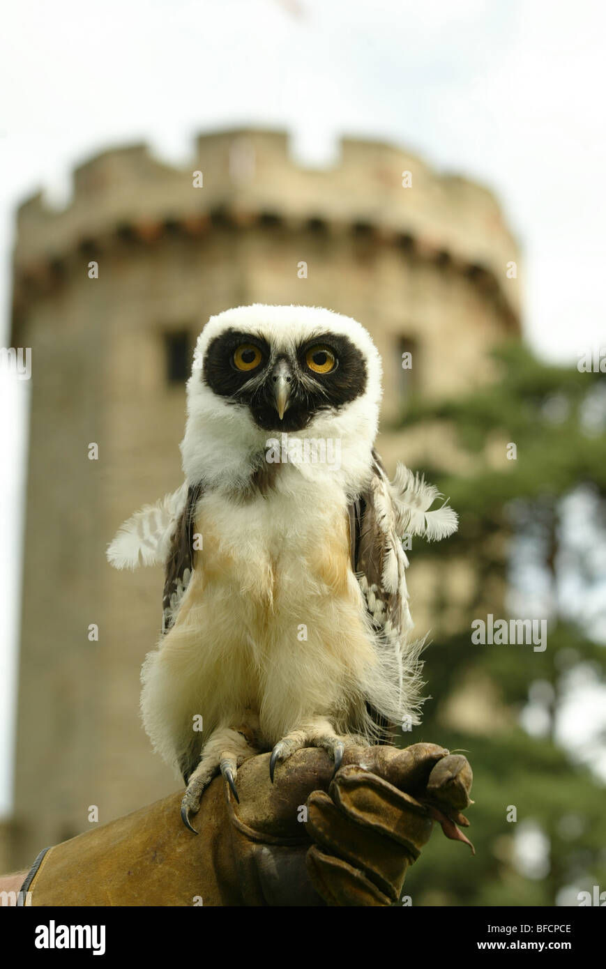Spectacled Owl Baby