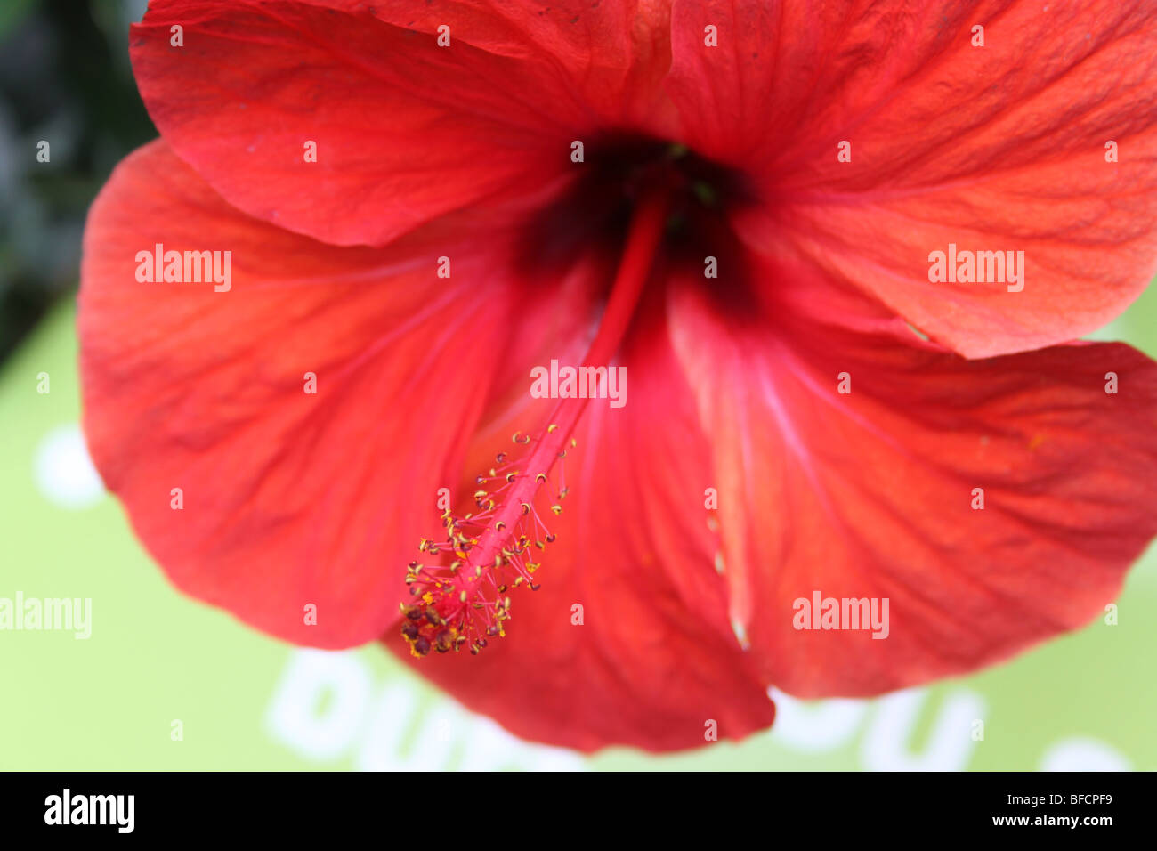 Close-up Hibiscus flower Stock Photo - Alamy