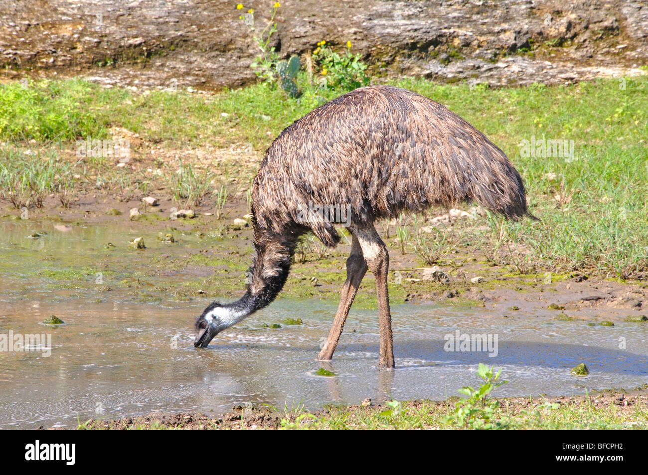 Emu (Dromaius novaehollandiae Stock Photo - Alamy