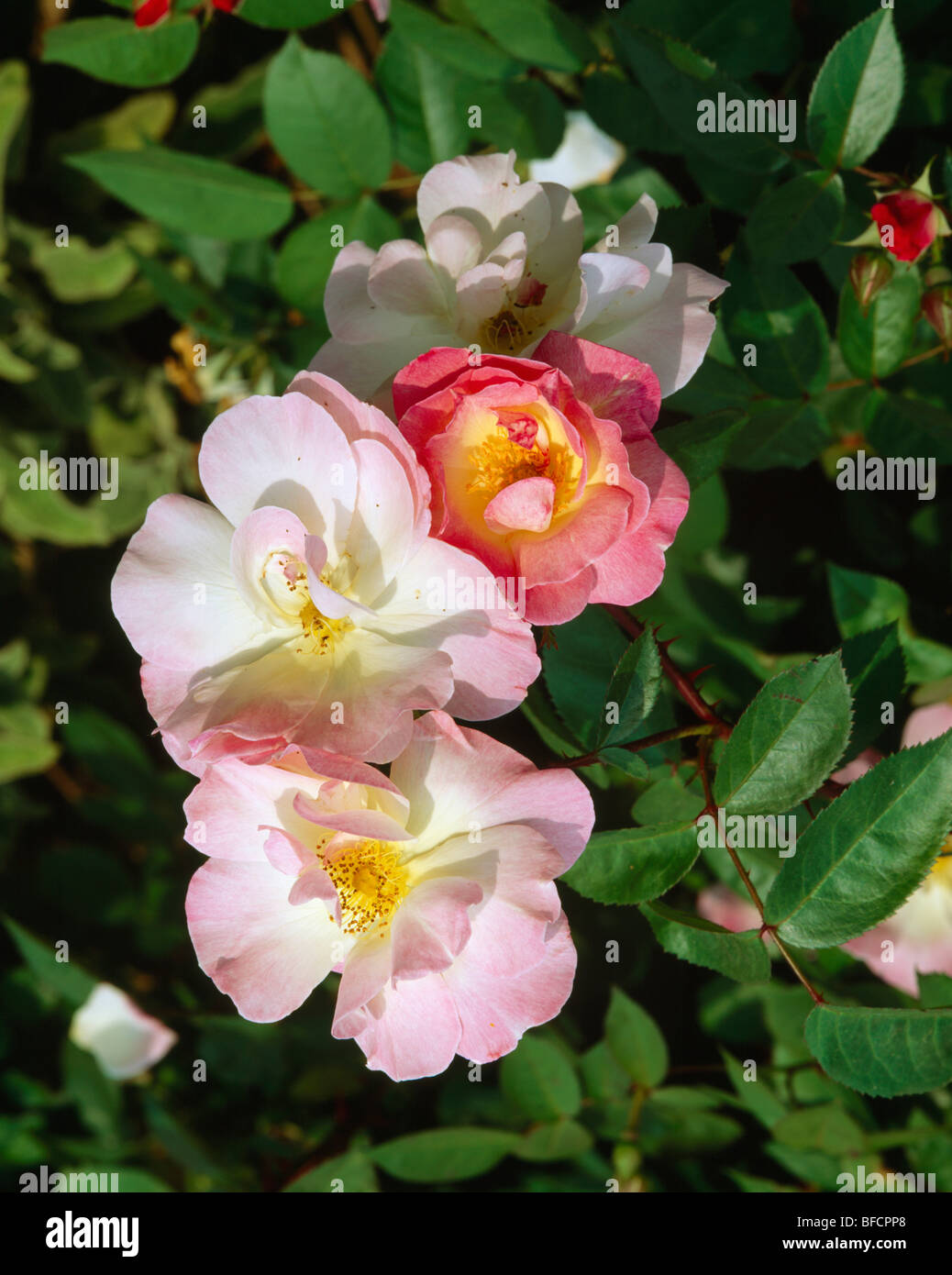 Close up of semi-double pink roses Stock Photo - Alamy