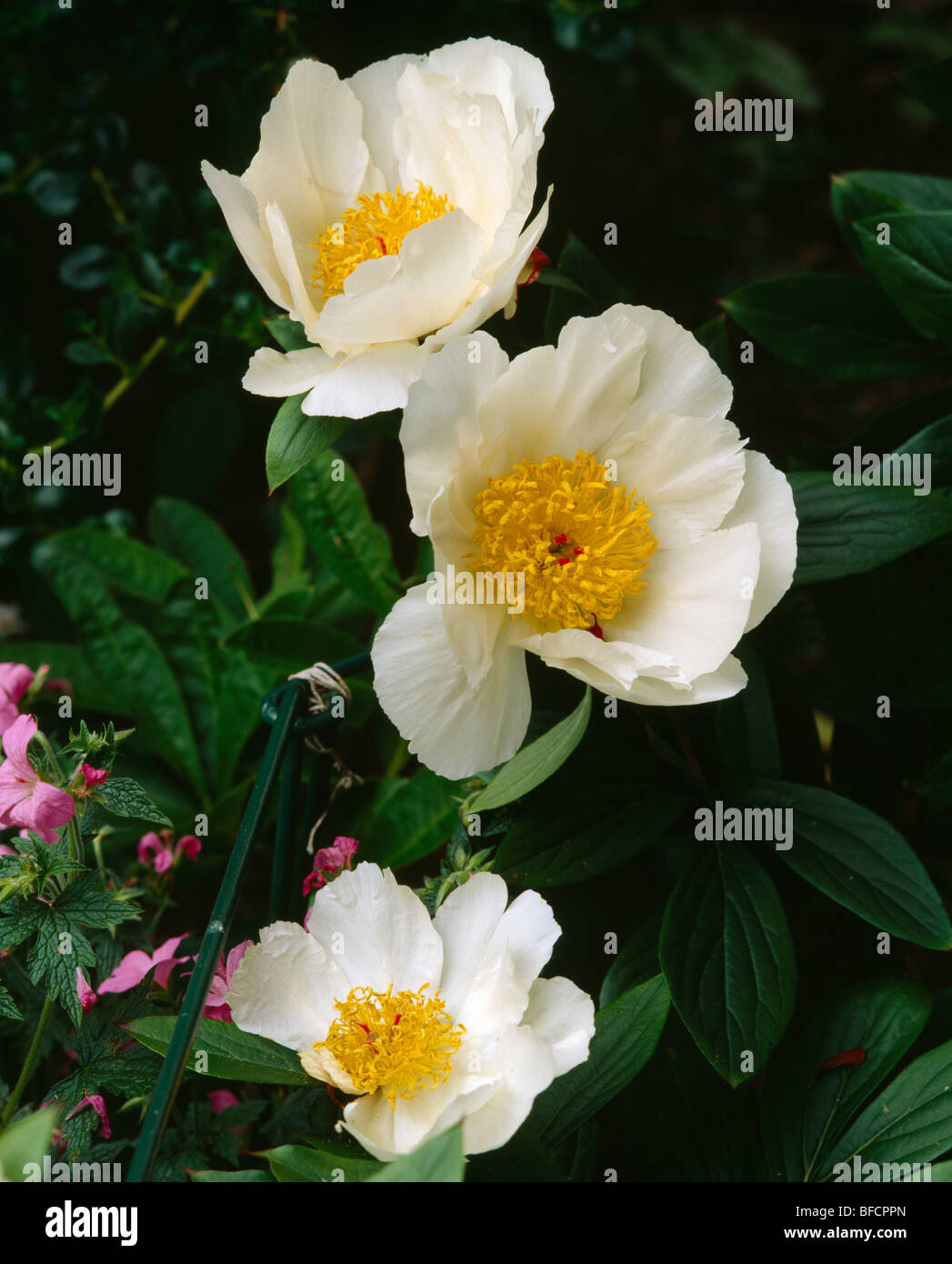 Close -up of single white peonies Stock Photo - Alamy