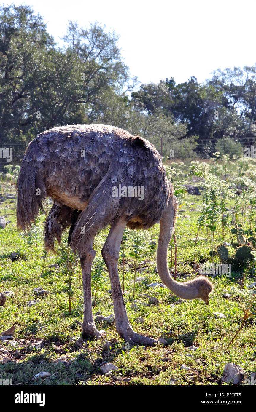 Ostrich (Struthio camelus Stock Photo - Alamy