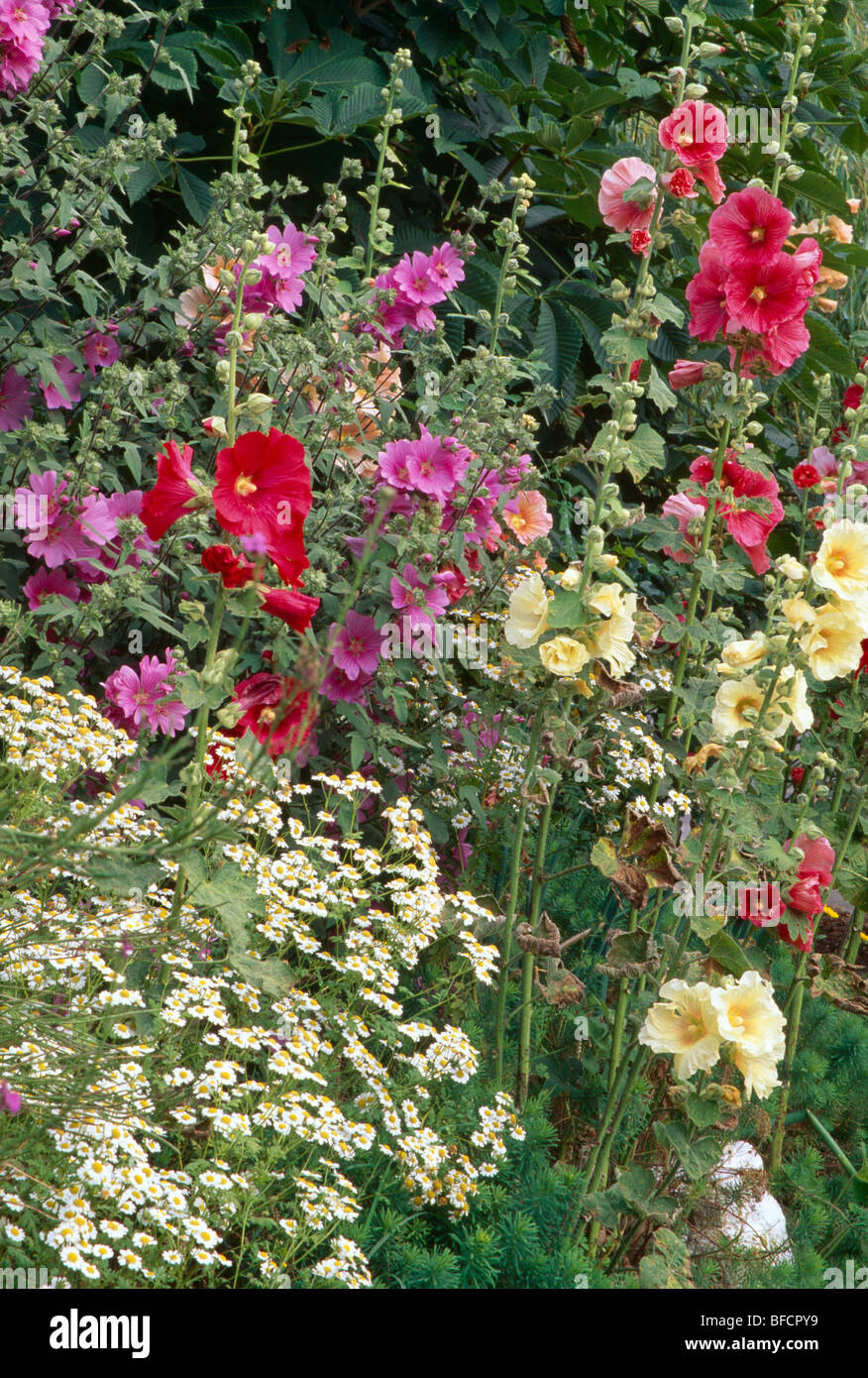 Summer perennials annuals lavatera alcea hi-res stock photography and ...