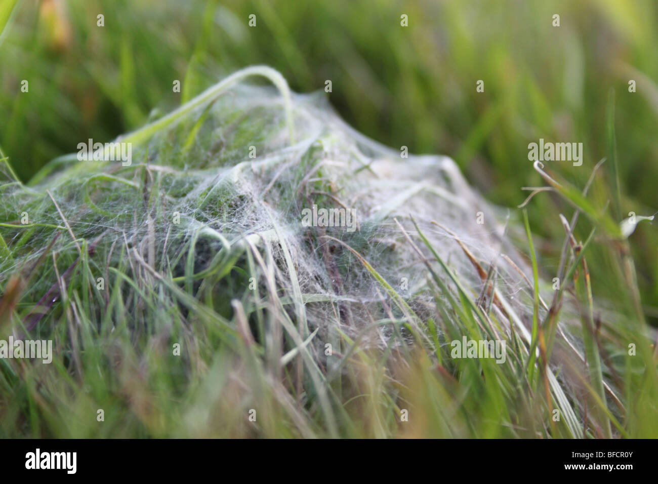 Cobweb in the grass, Oxfordshire Stock Photo - Alamy