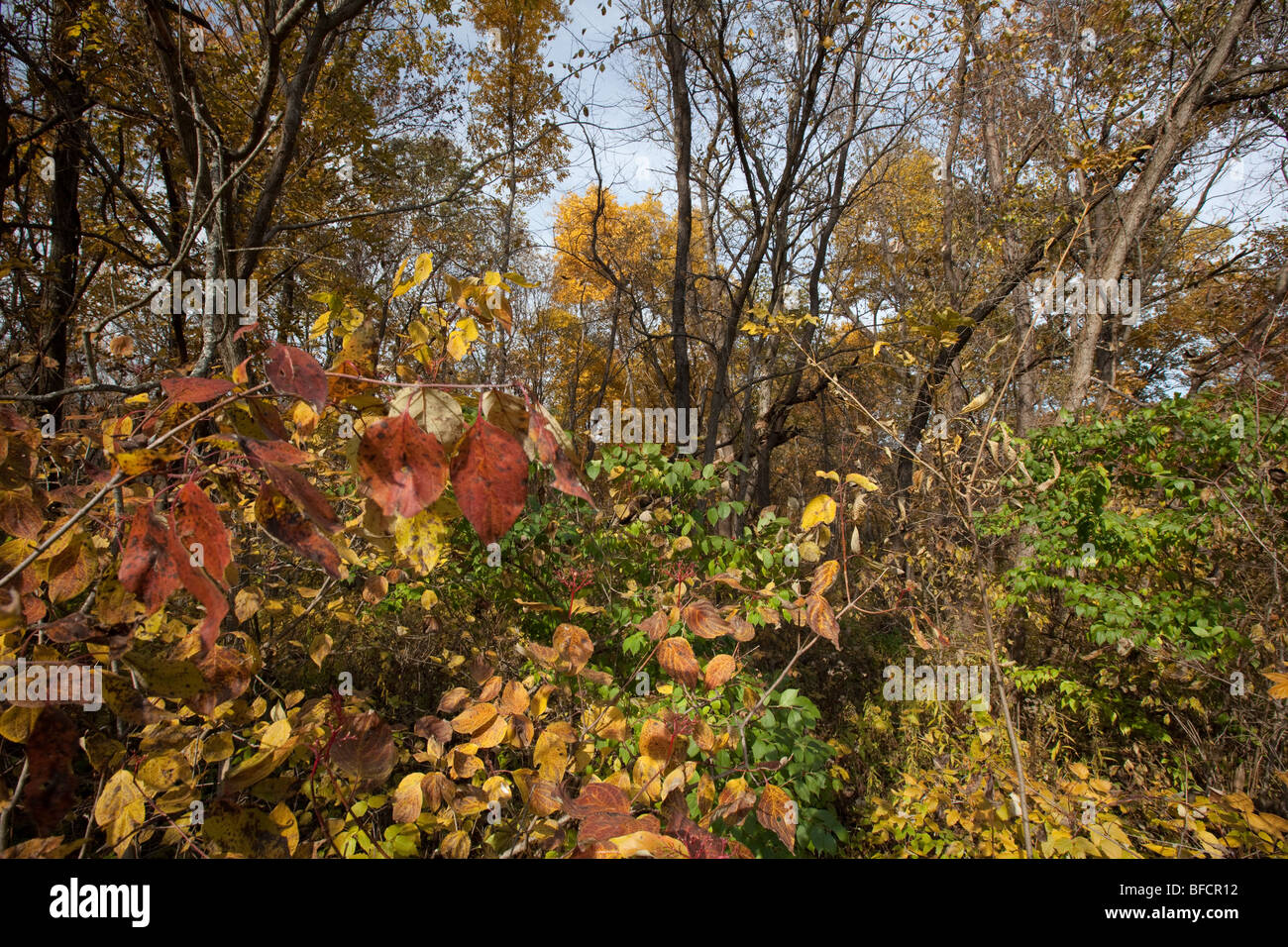 Iowa fall trees Stock Photo - Alamy