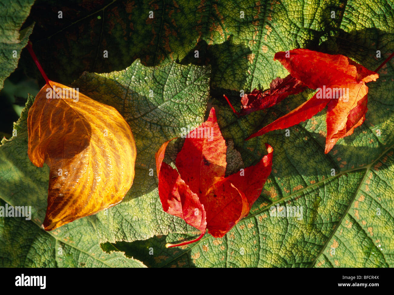 Still-Life of red maple leaves on large green leaf Stock Photo - Alamy