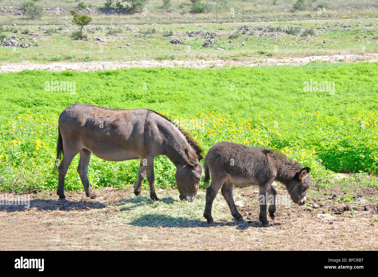 Sicilian Donkey (Equus Asinus Stock Photo - Alamy