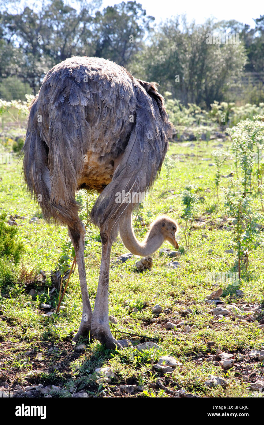 Ostrich (Struthio camelus Stock Photo - Alamy