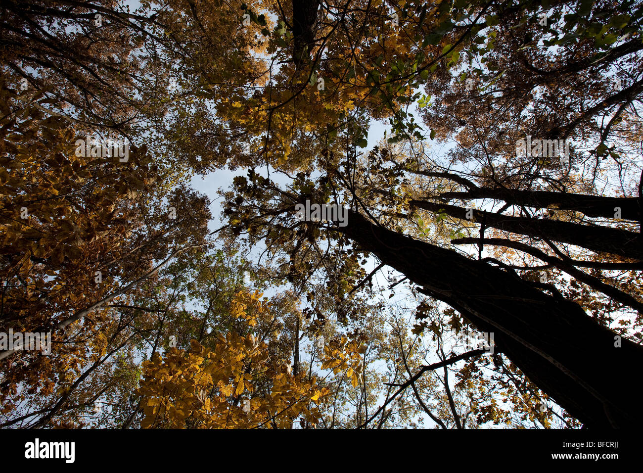 Fall colors in a stand of trees in an Iowa park Stock Photo - Alamy