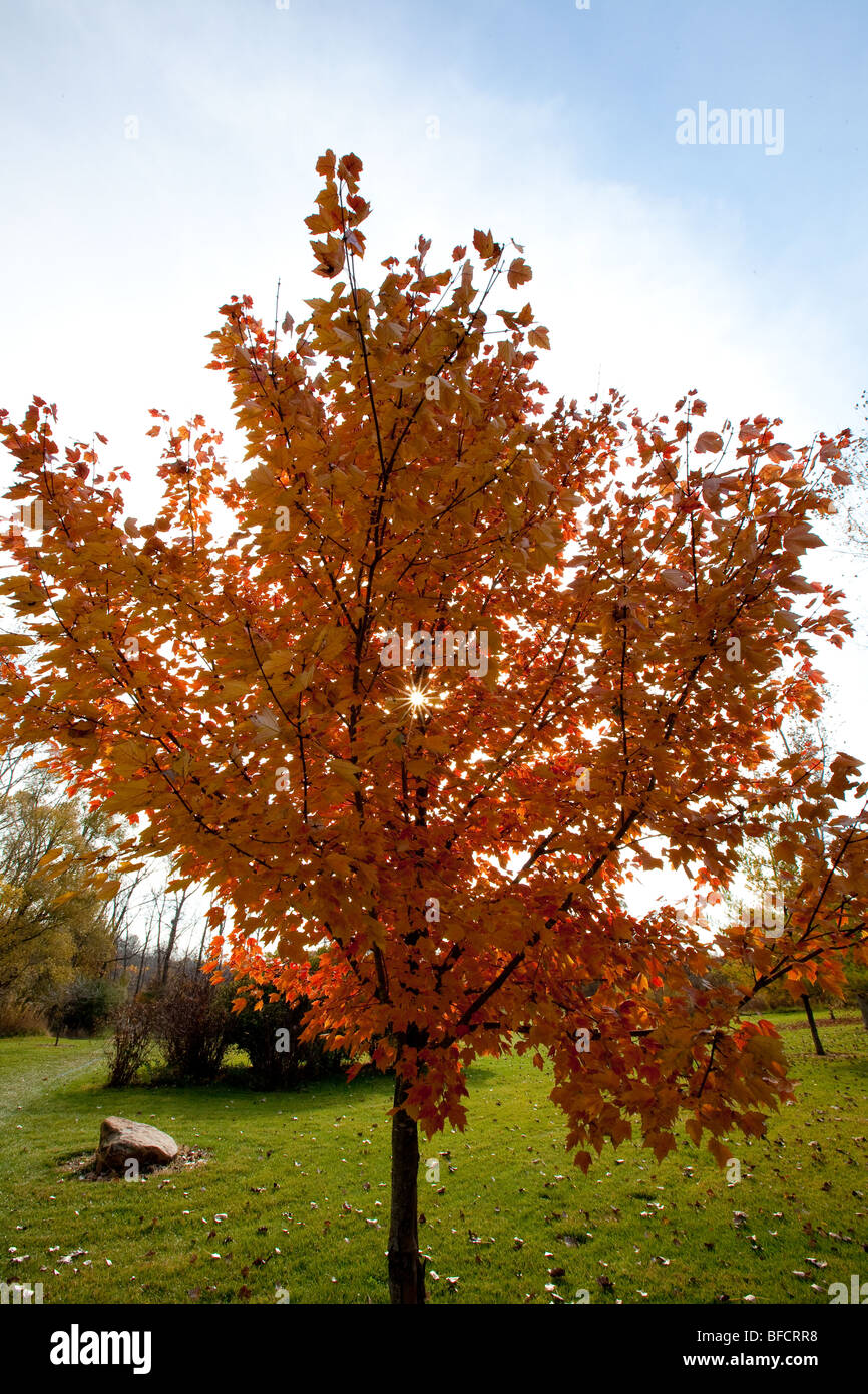 Young fall colored Maple tree provides dappled shade from the sun on a ...