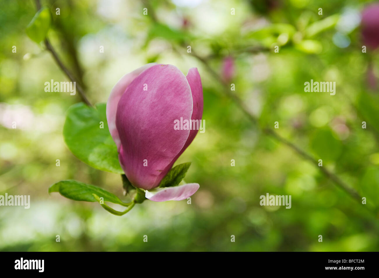 Magnolia flower closeup in spring Stock Photo - Alamy