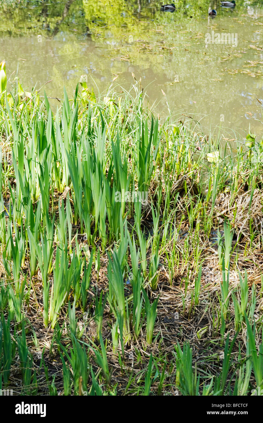 Marginal water plants hi-res stock photography and images - Alamy