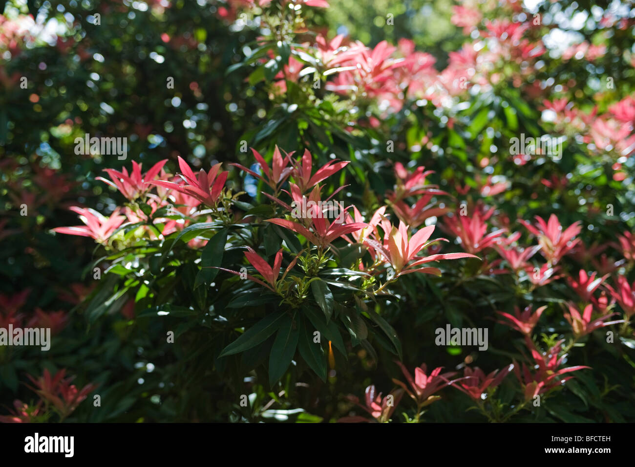 Red tip leaves Stock Photo - Alamy