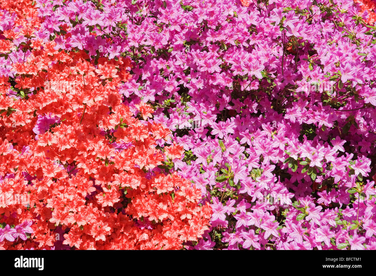 Red and Purple Azaleas Stock Photo - Alamy