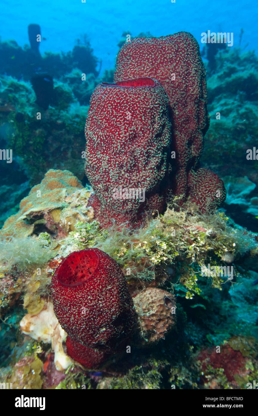 A Strawberry Vase Sponge on the wall in Little Cayman Stock Photo - Alamy