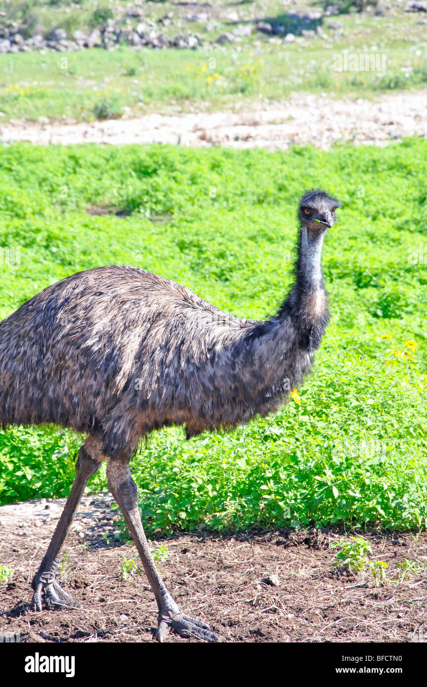 Dromaius novaehollandiae hi-res stock photography and images - Alamy