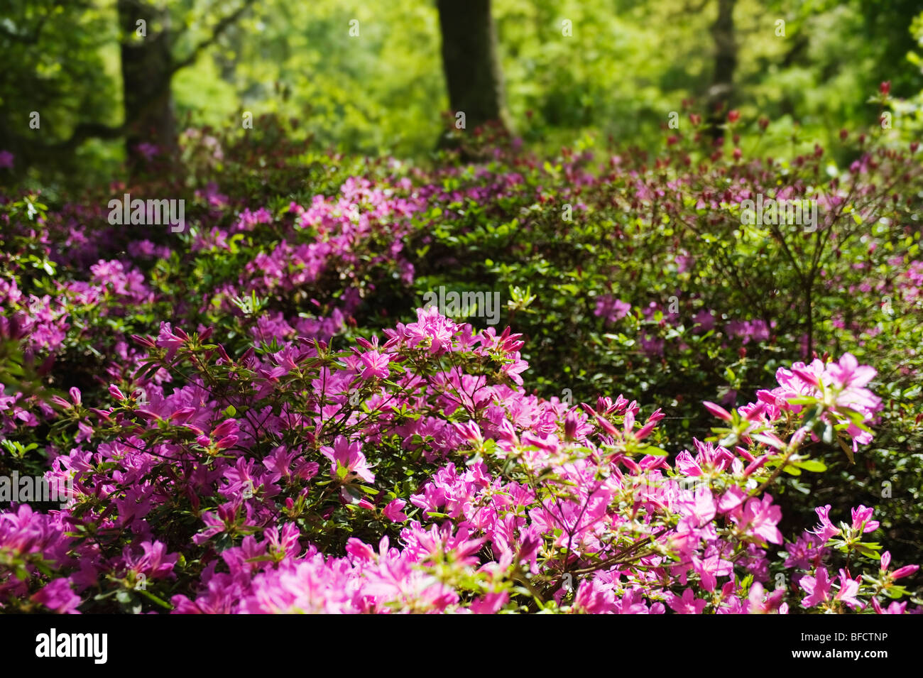 Pink Azaleas growing in woodland Stock Photo - Alamy