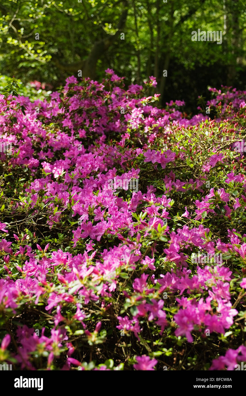Pink Azalea growing in shady woodland Stock Photo - Alamy