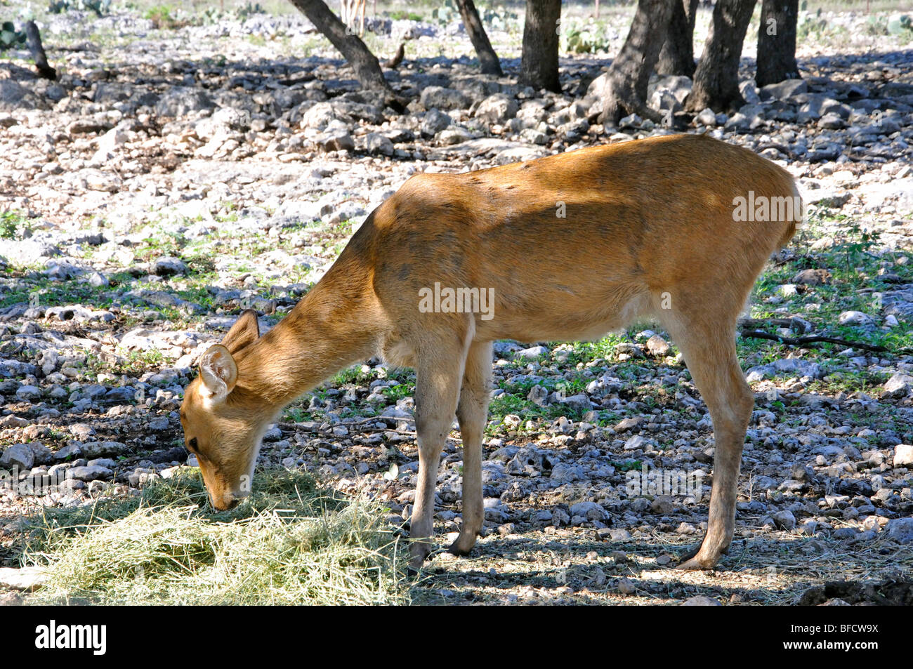 Formosan sika deer (Cervus nippon Stock Photo - Alamy