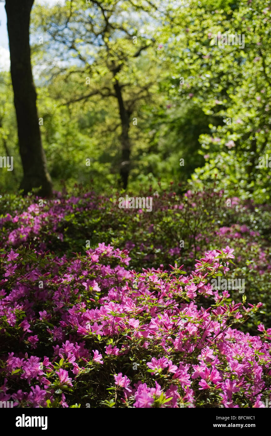 Growing azaleas hi-res stock photography and images - Alamy