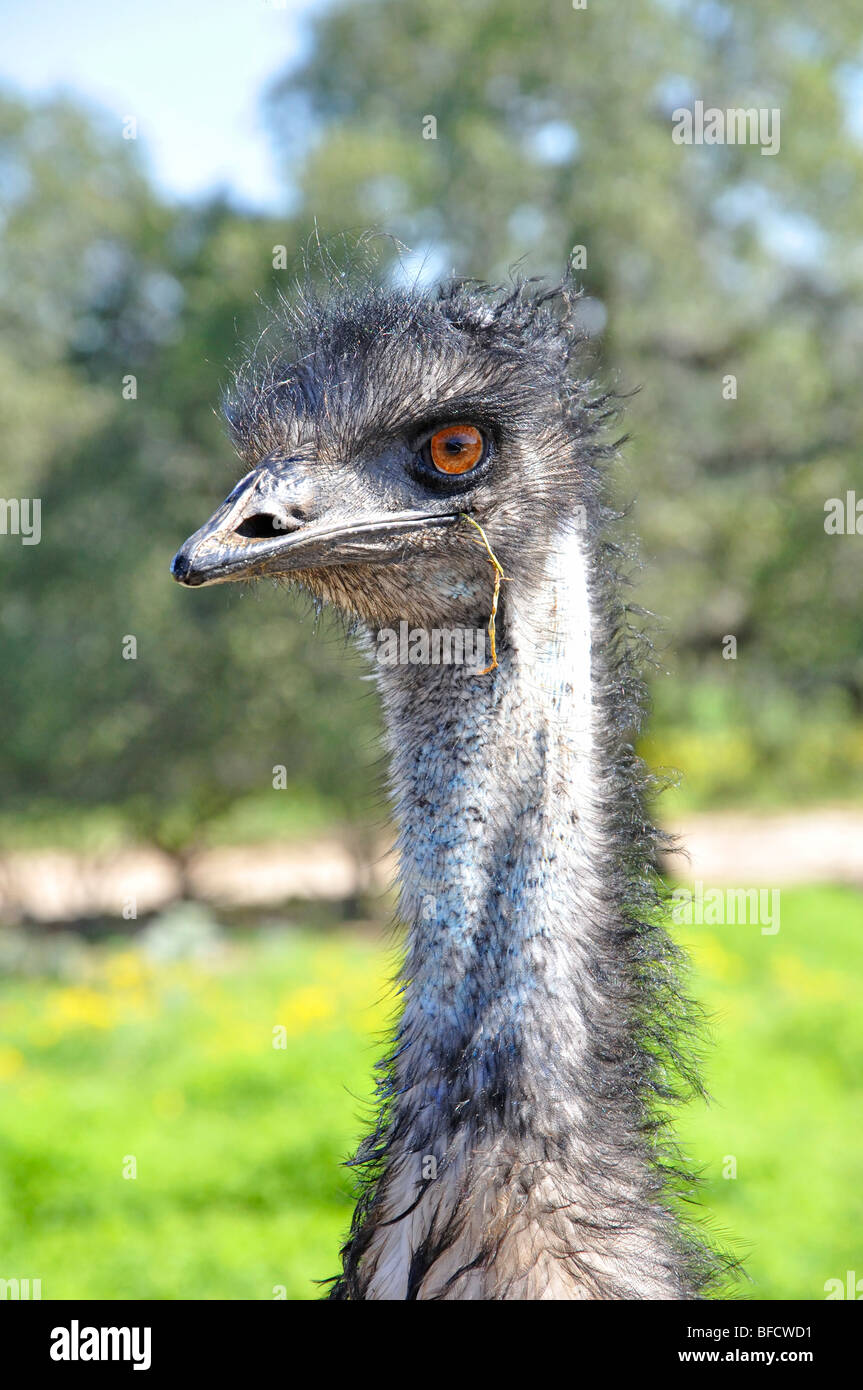 Bird with red eyes hi-res stock photography and images - Alamy