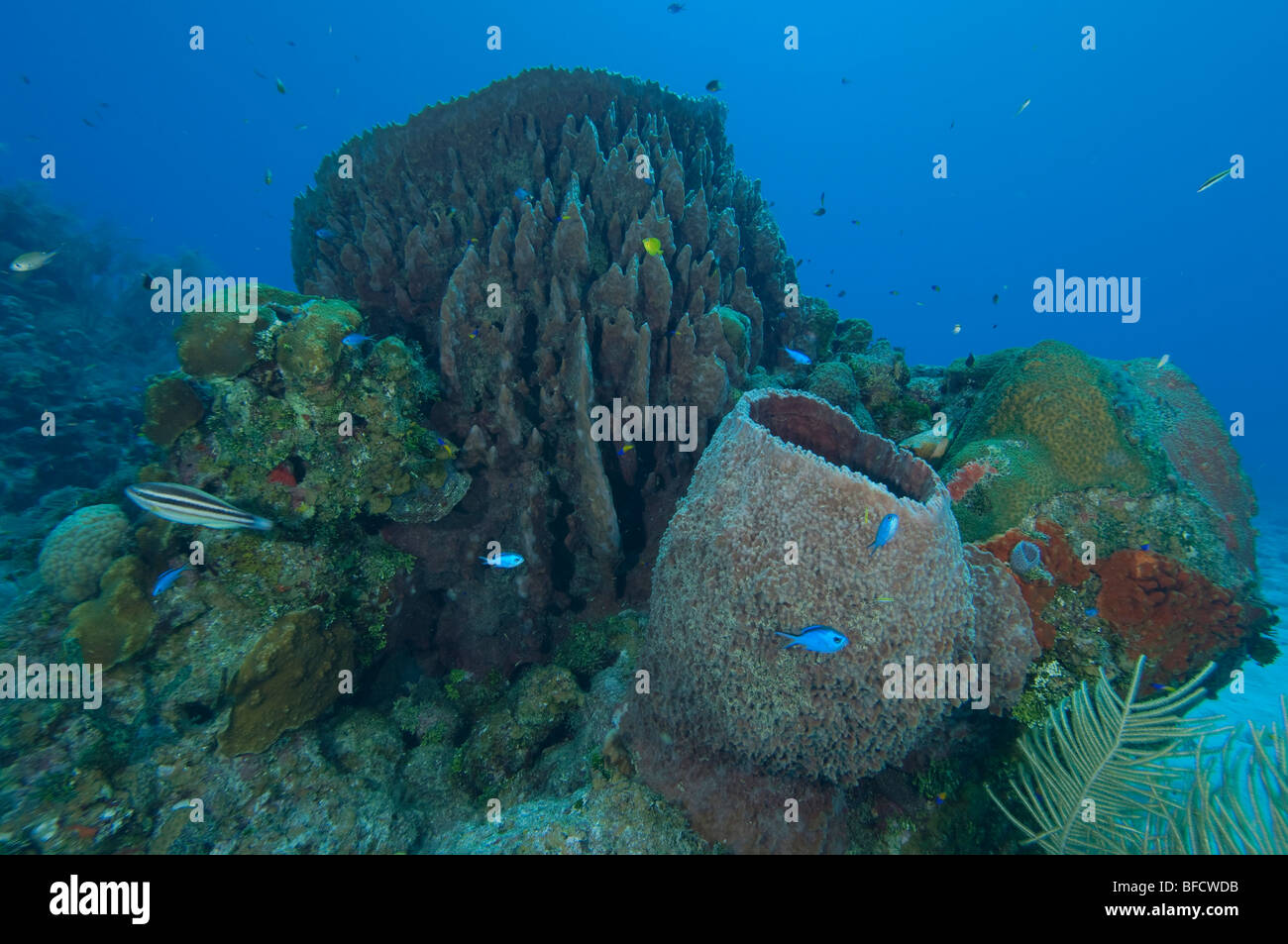 Caribbean giant barrel sponge hi-res stock photography and images - Alamy
