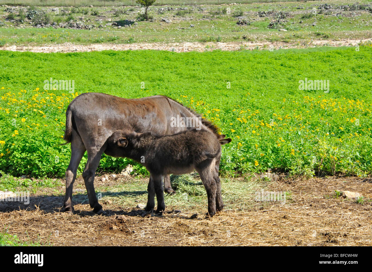 Sicilian Donkey (Equus Asinus Stock Photo - Alamy