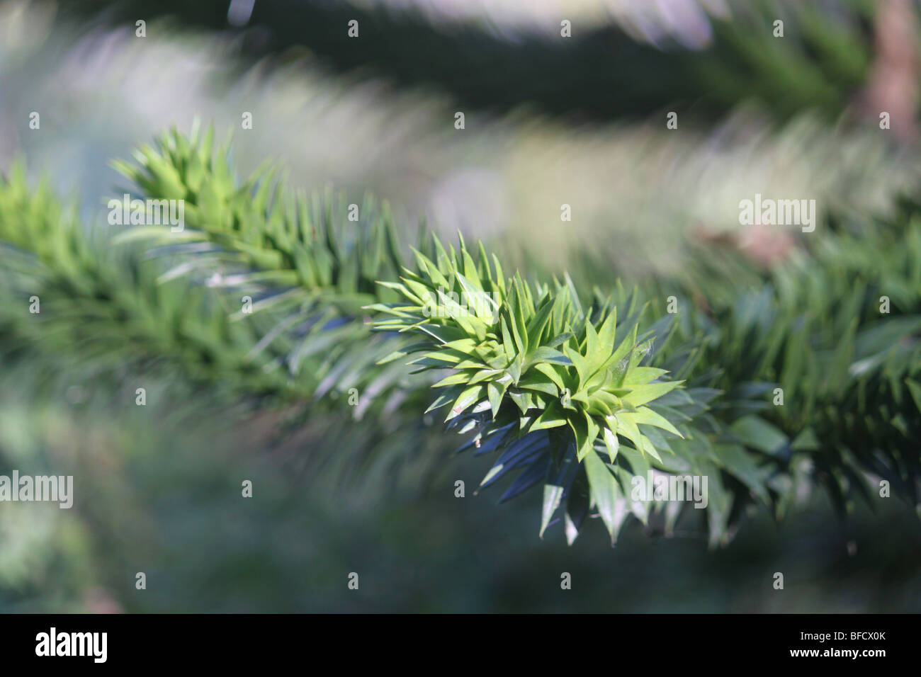 Fir tree garden hi-res stock photography and images - Alamy