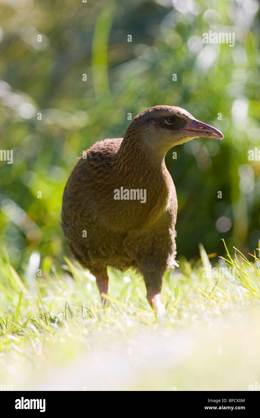 Weka or woodhen (Gallirallus australis) on the West Coast, New Zealand ...