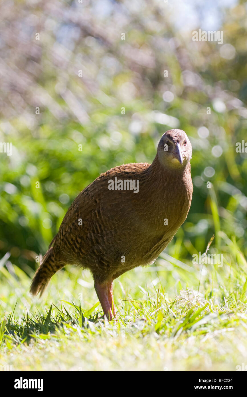 Weka or woodhen (Gallirallus australis) on the West Coast, New Zealand ...