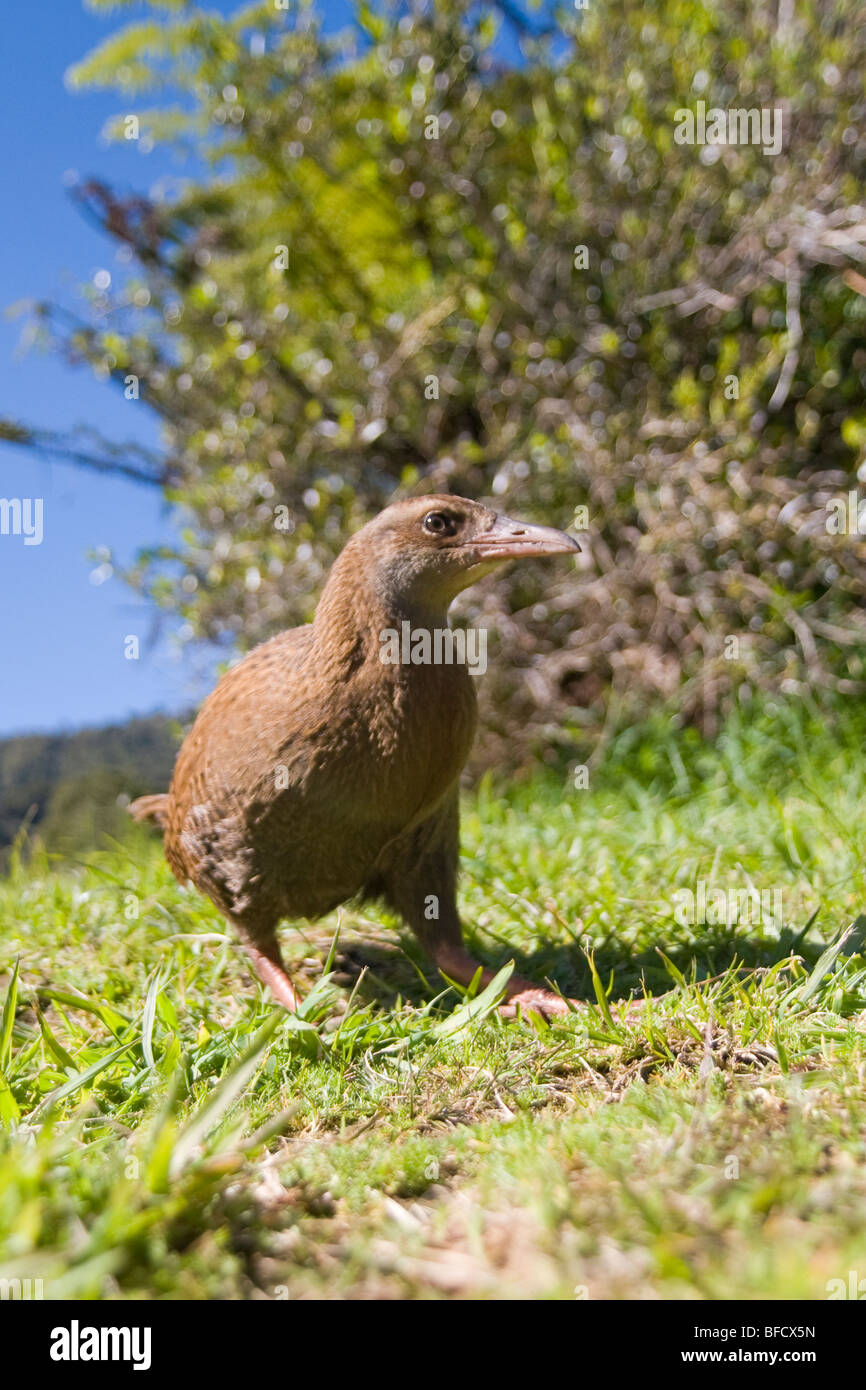 Weka or woodhen (Gallirallus australis) on the West Coast, New Zealand ...