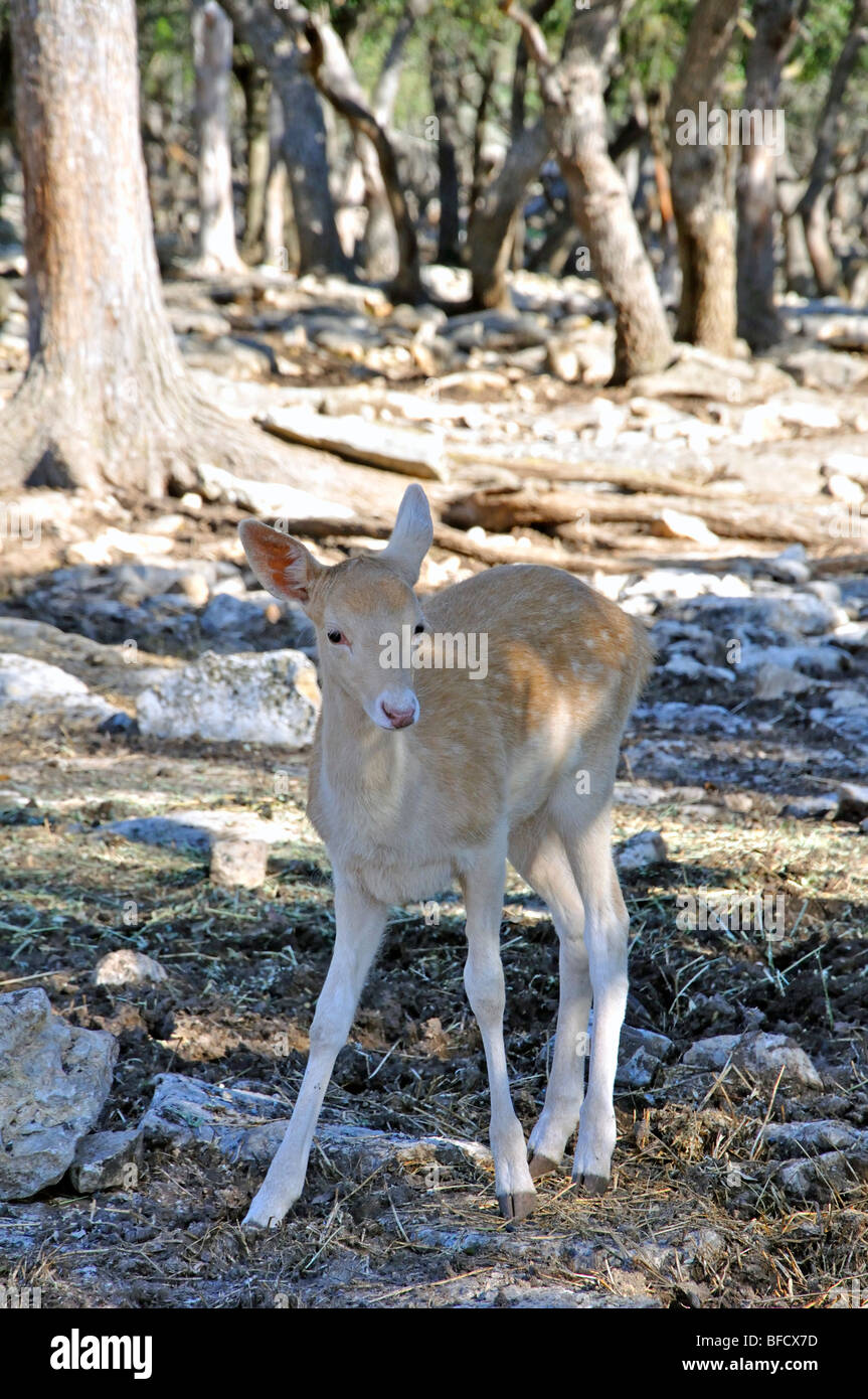 Formosan sika deer (Cervus nippon Stock Photo - Alamy