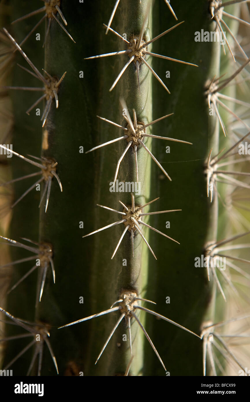 Curacao cactus hi-res stock photography and images - Alamy