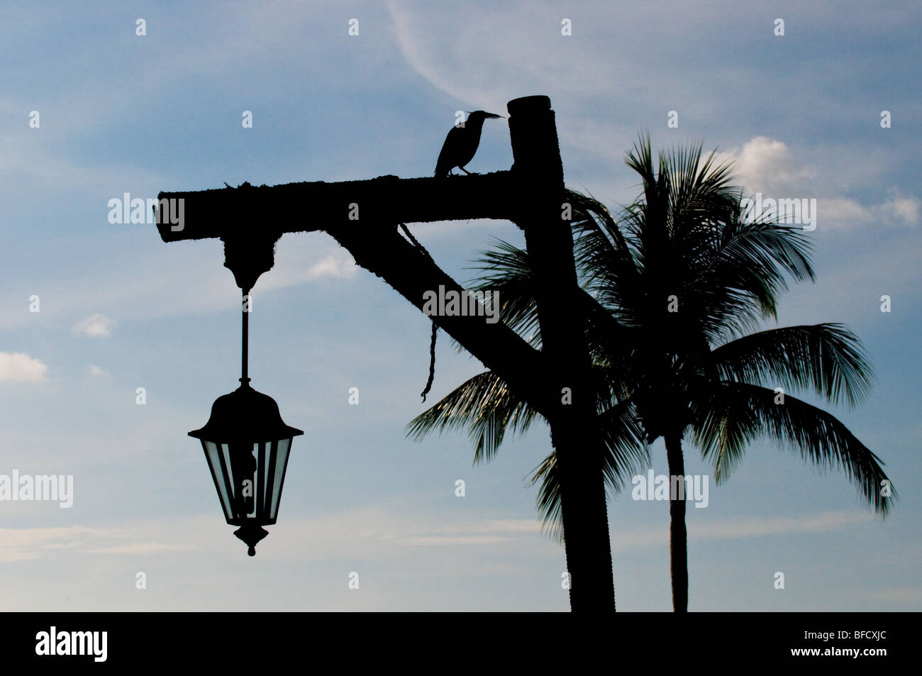 Bird Perched On Tree Lamp