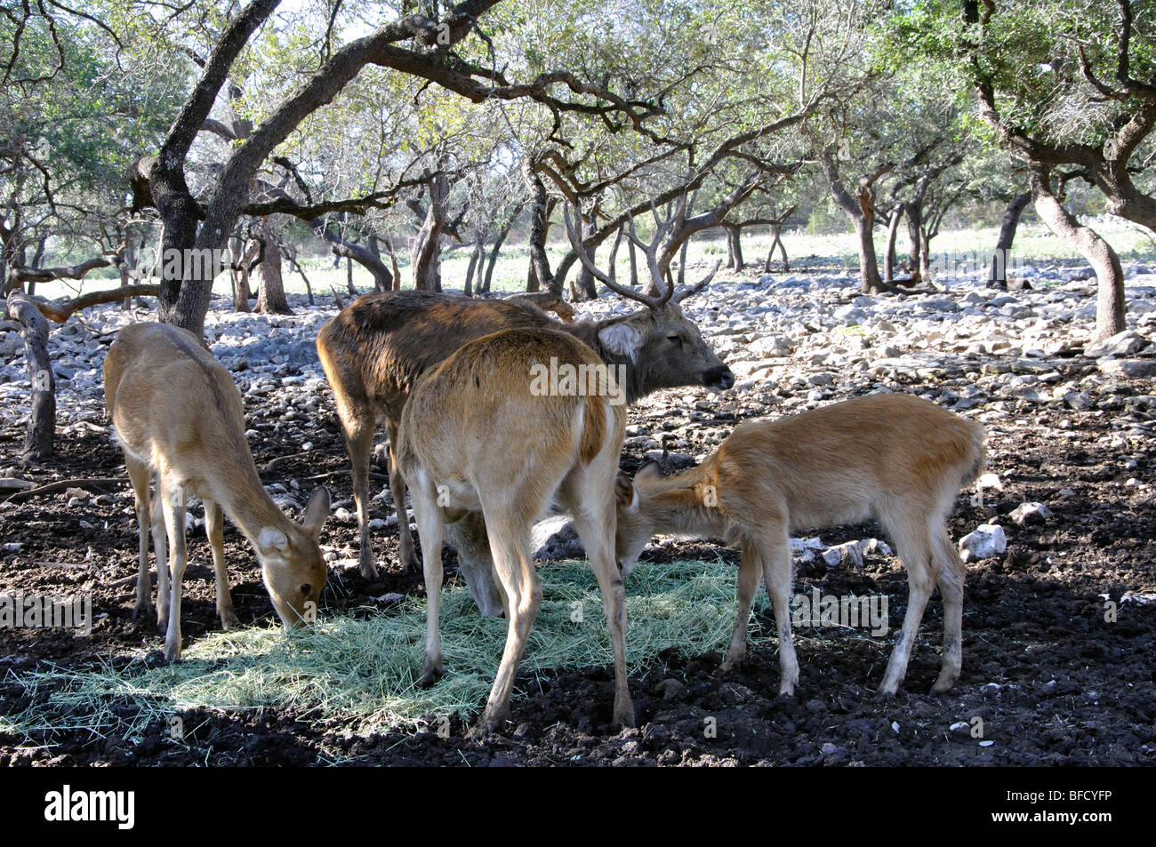 Formosan sika deer (Cervus nippon Stock Photo - Alamy