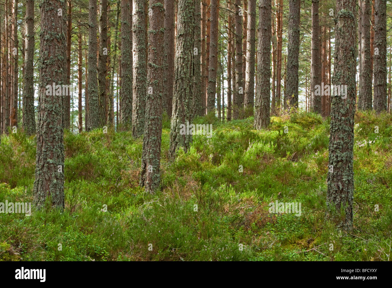 Caledonian Pine Scotland High Resolution Stock Photography and Images ...