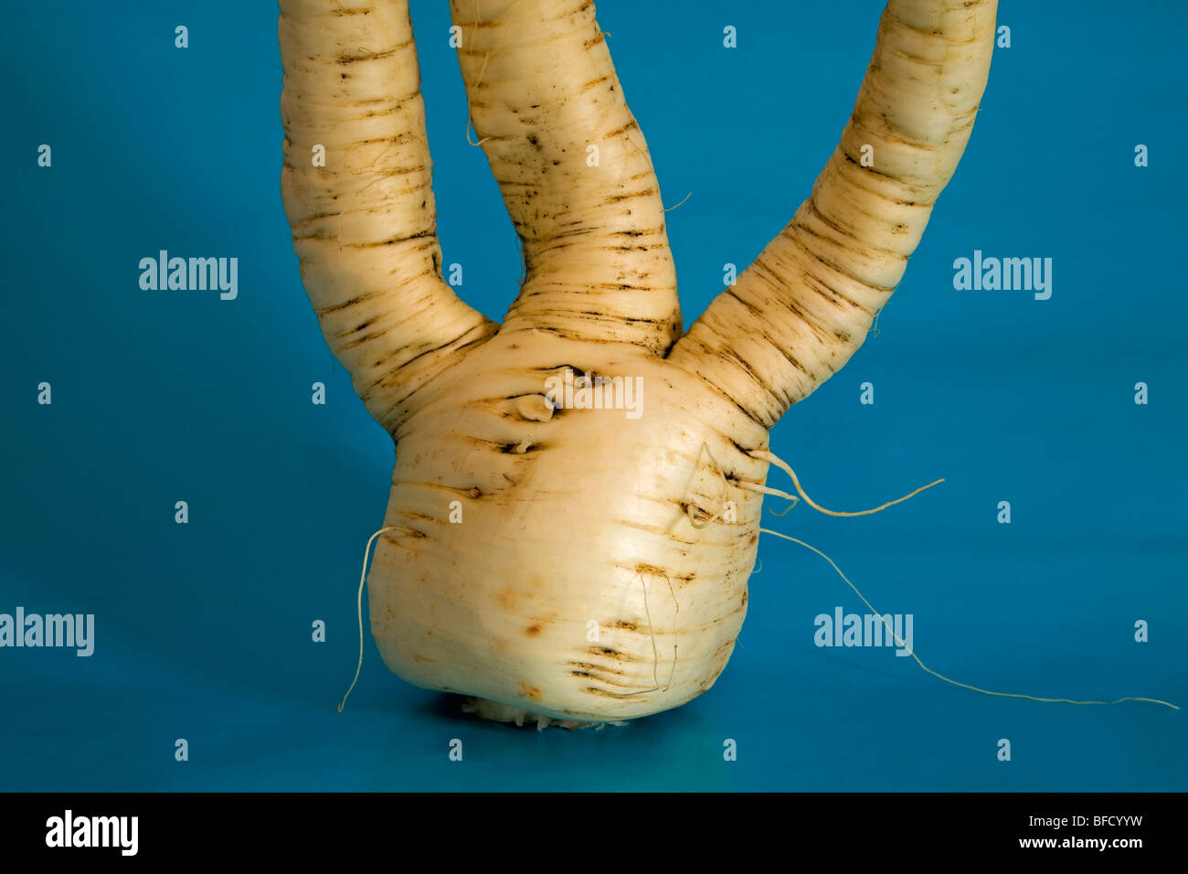 A common garden parsnip, a root and tuber vegatable Stock Photo - Alamy