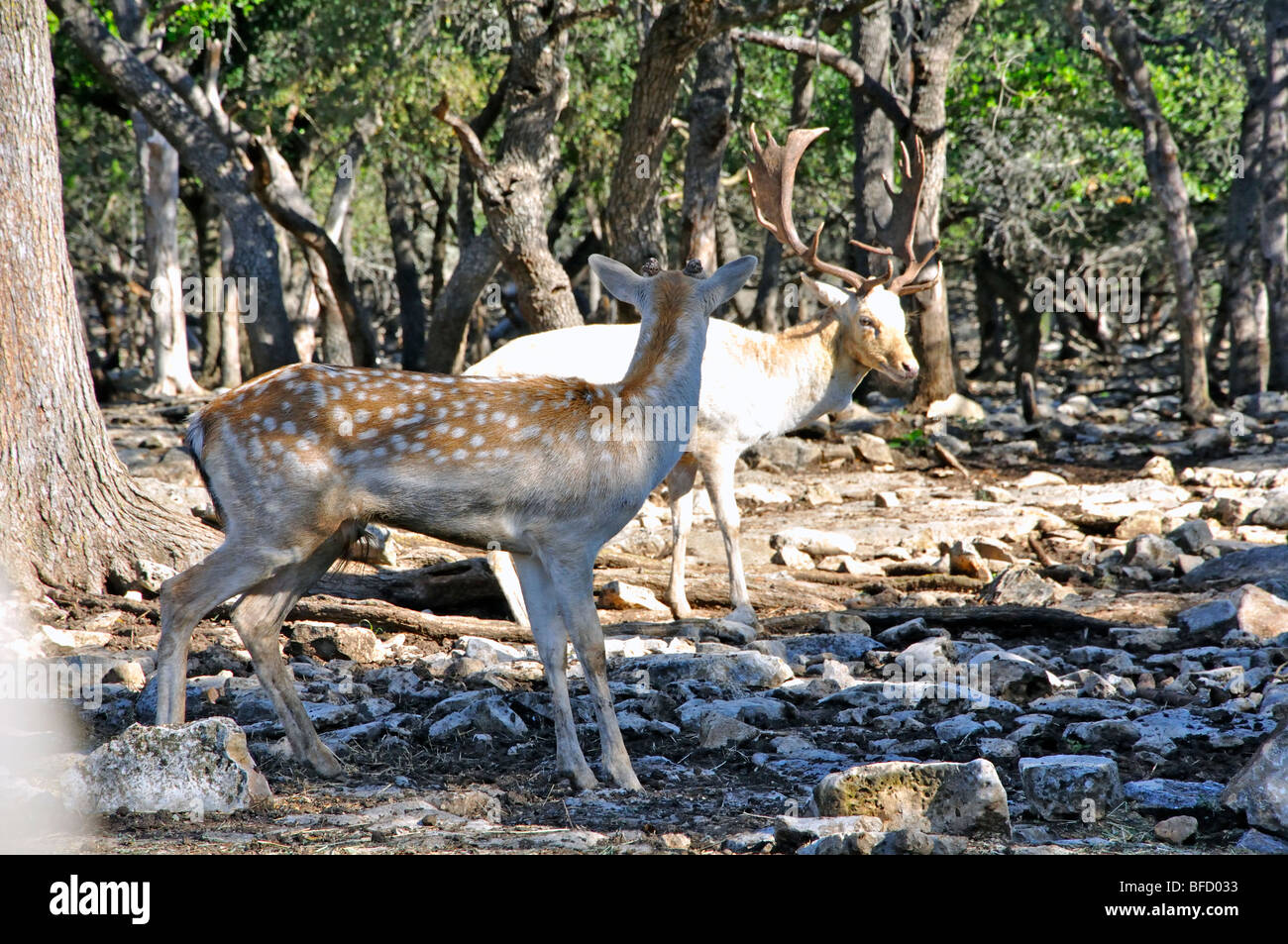 Formosan sika deer (Cervus nippon Stock Photo - Alamy