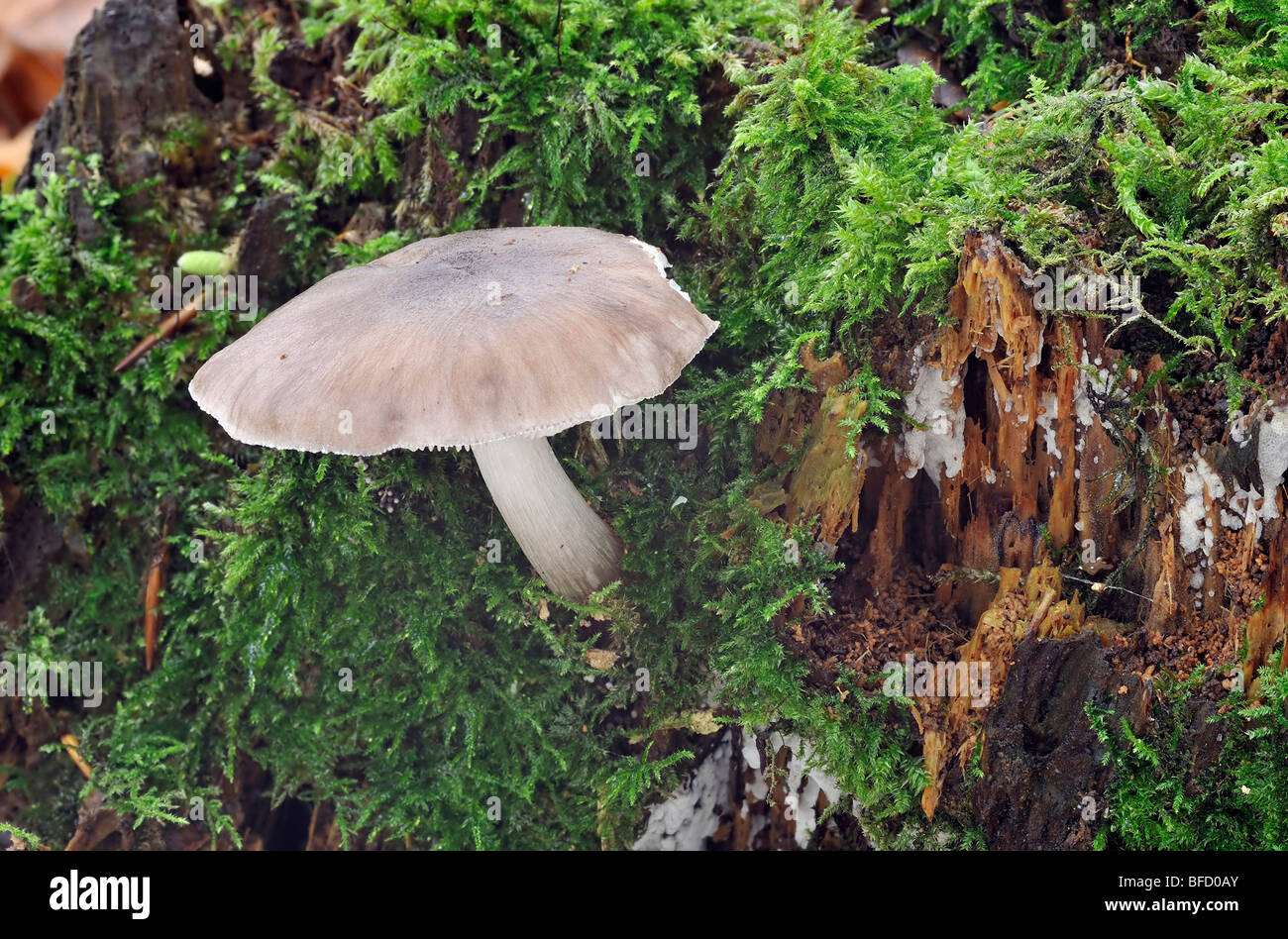Willow Shield Fungus - Pluteus salicinus Stock Photo - Alamy