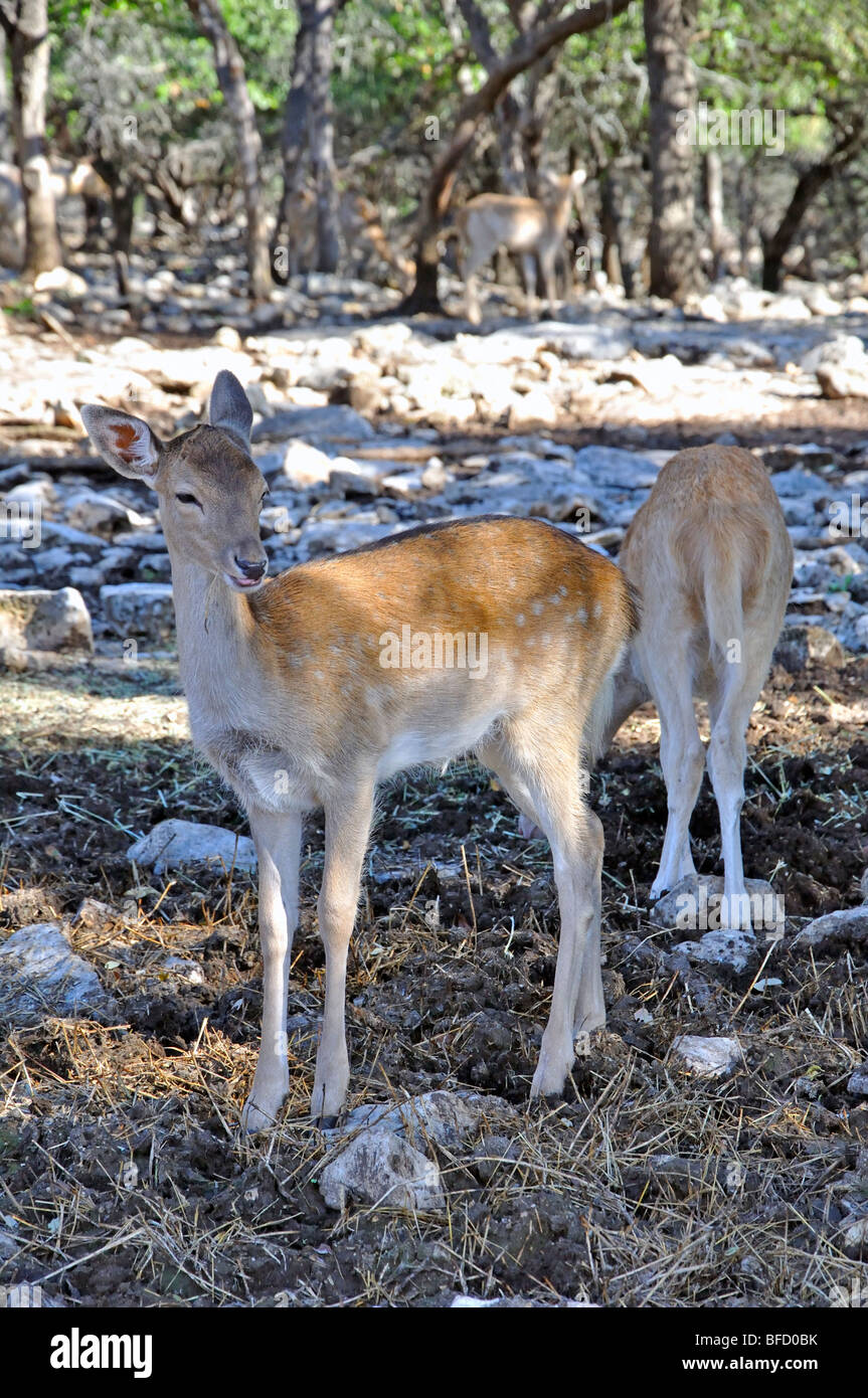 Formosan sika deer (Cervus nippon Stock Photo - Alamy